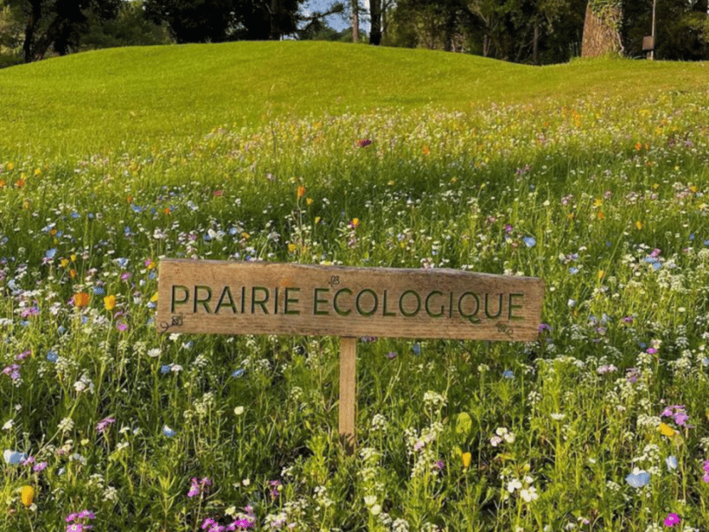 Les prairies un vrai enjeux écologique dans nos golfs Resonance
